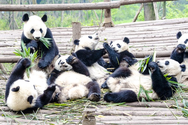 The Story Behind China's Giant Panda Population Rise - iMedia