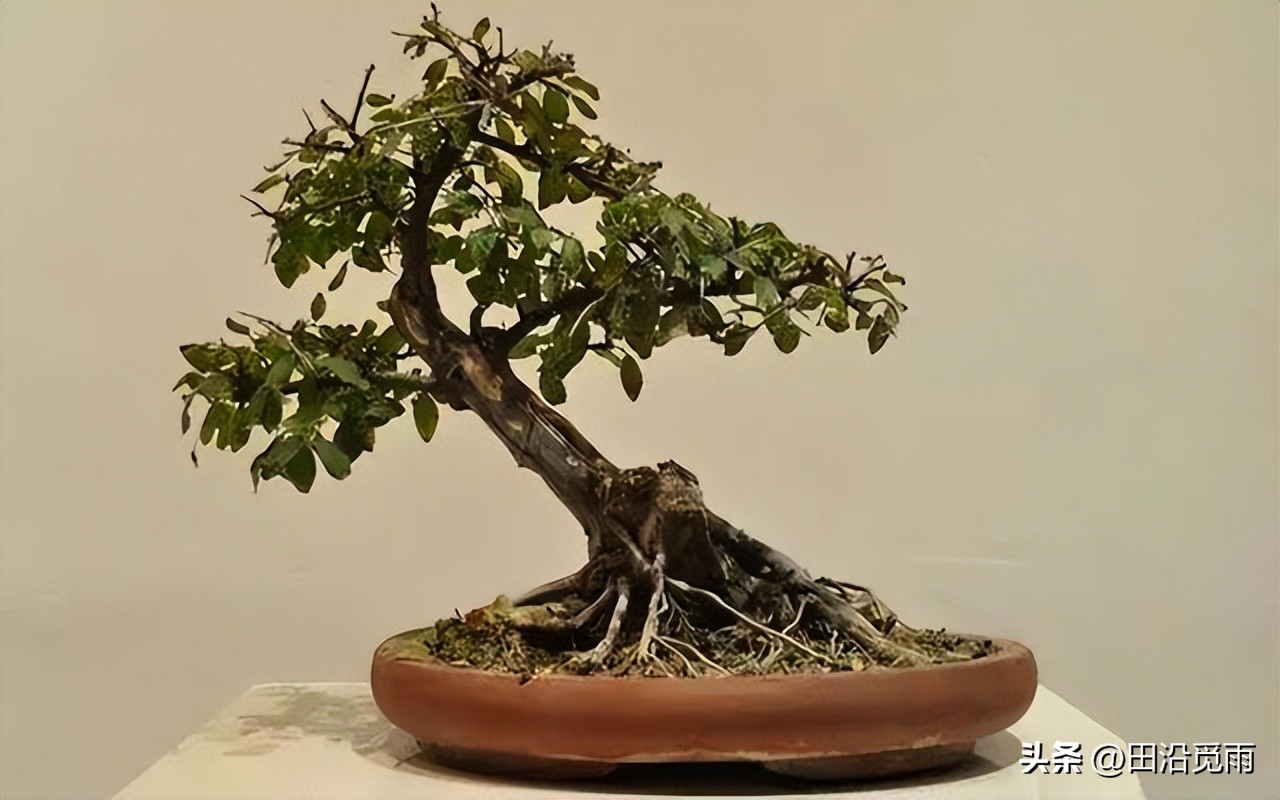 One of the seven sages of bonsai, bird plum, can grow vigorously and ...