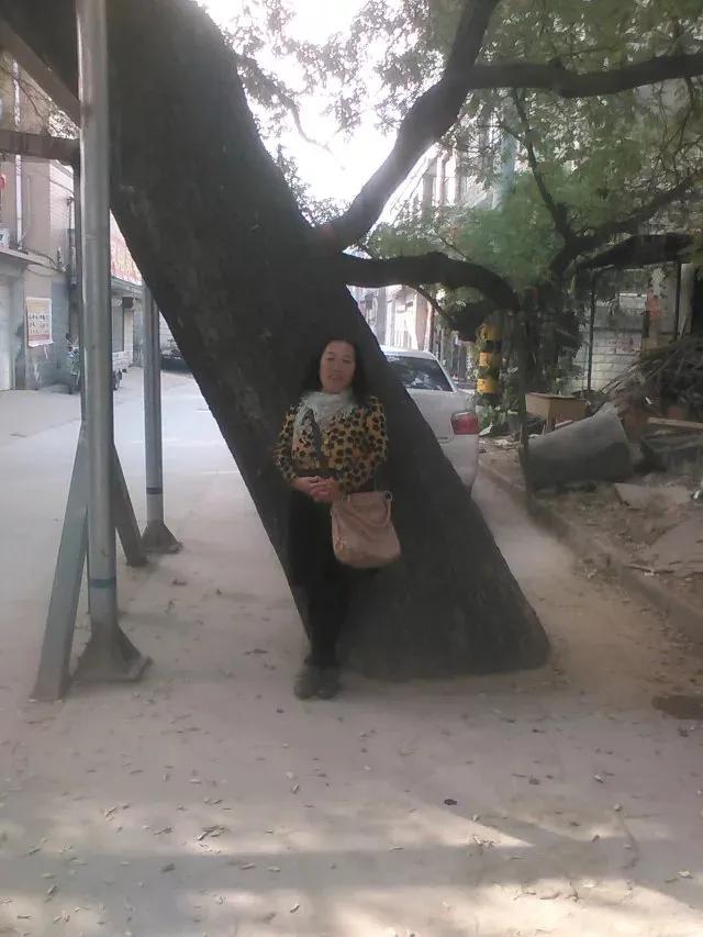 Wuluti Wenchang Street Two Ancient Chinese Trees - iNEWS