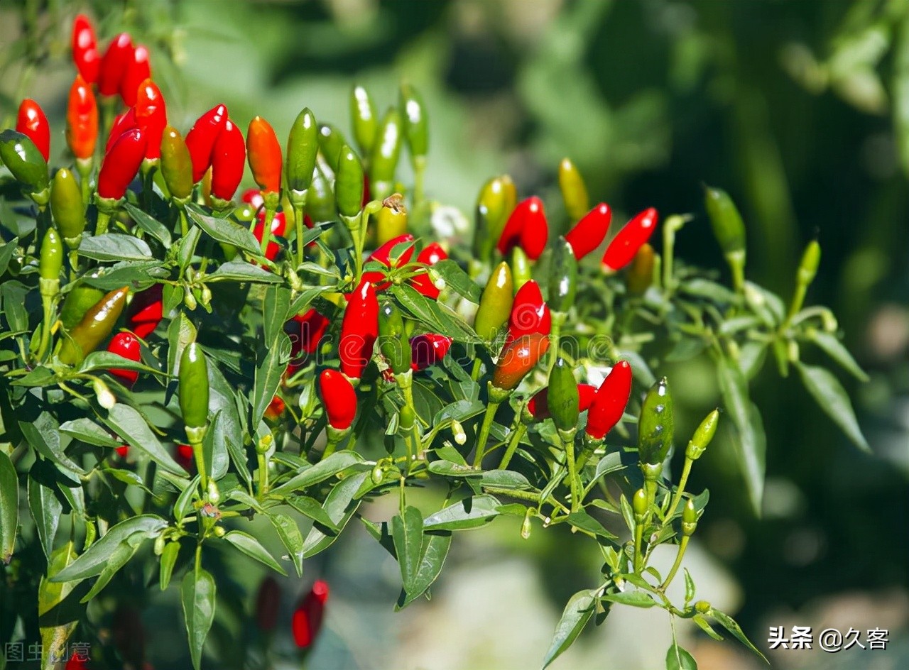 Eat less chili. Have you ever heard of an ancient method of death ...