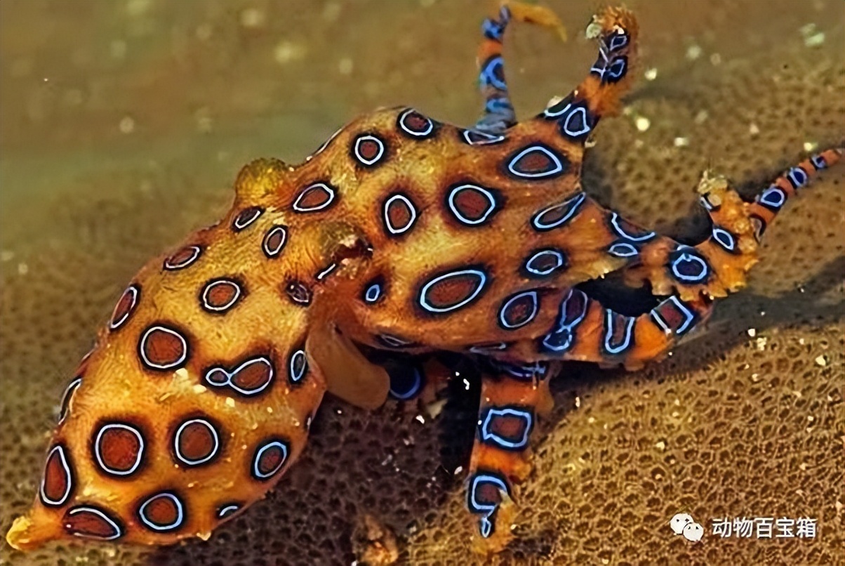 Who is the king of poison in the biological world? - iMedia