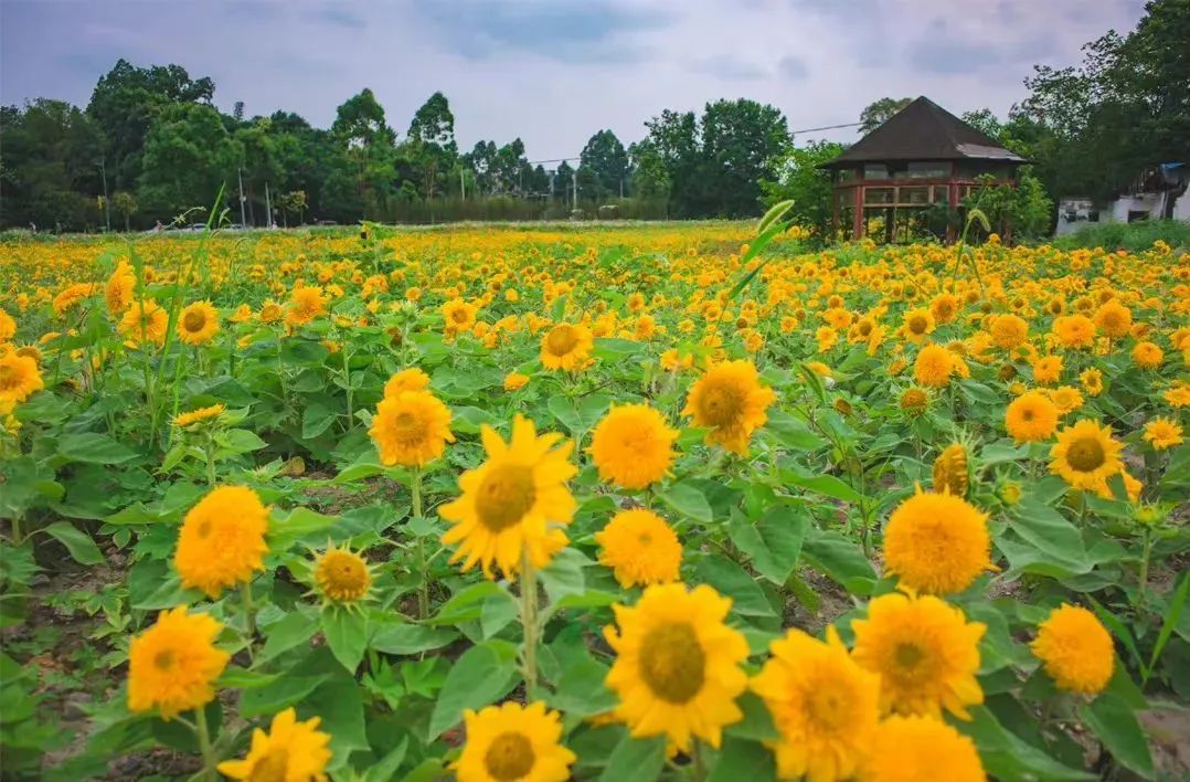 The "2022 Chengdu Sunflower Viewing Guide" is here, and the fastest 30 ...