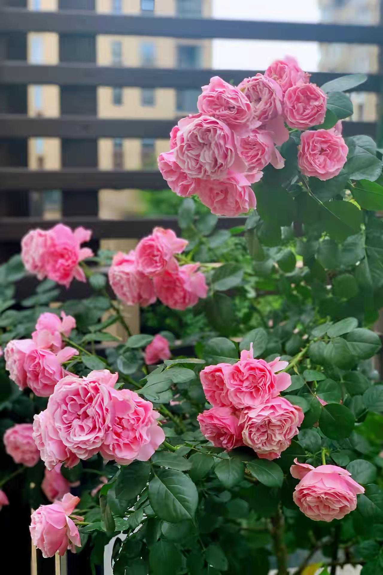 Classic balcony vines, pink Da Vinci, so many roses, why must you ...
