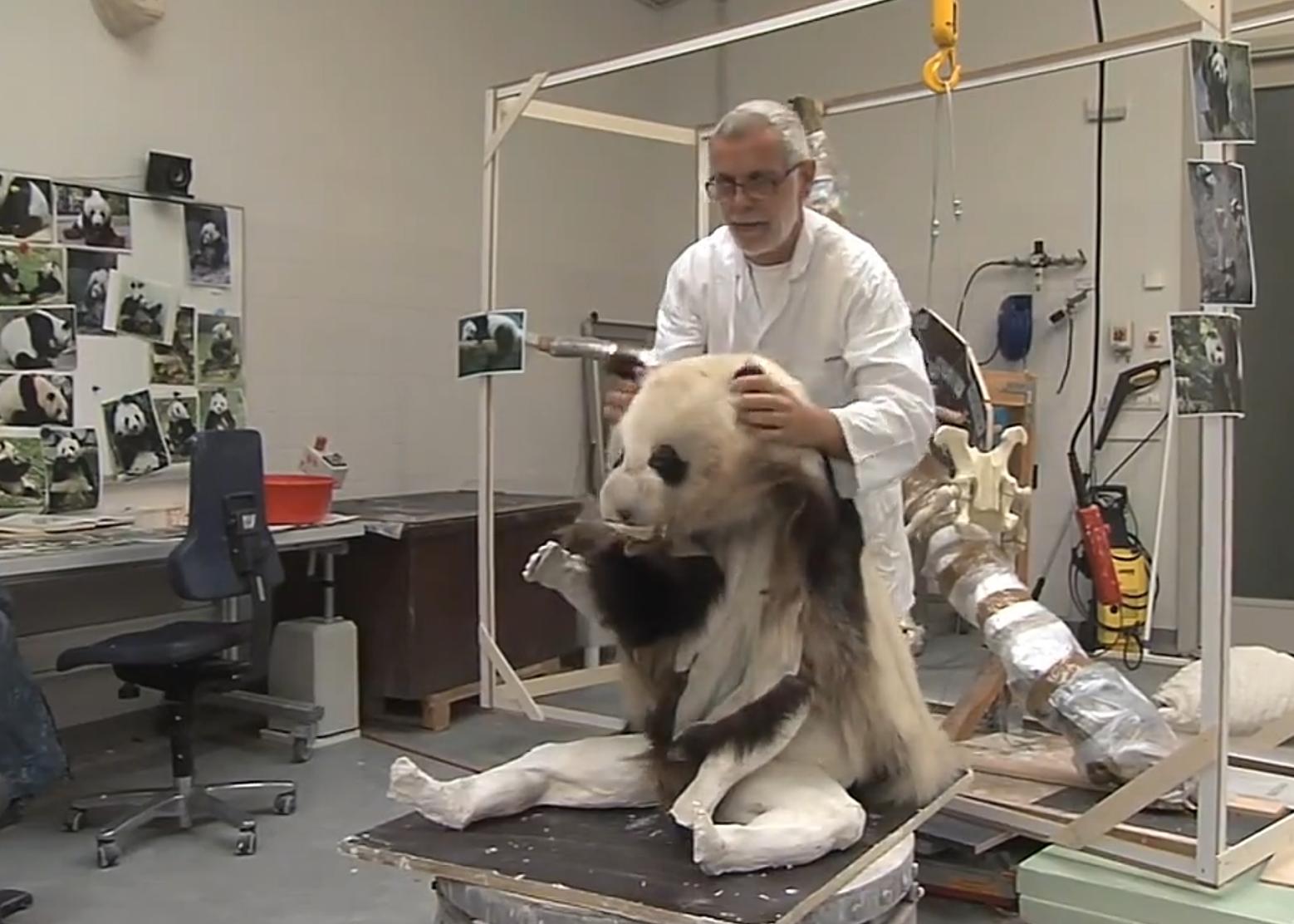 What happens to dead pandas? Will Lele be made into a specimen? - iNEWS