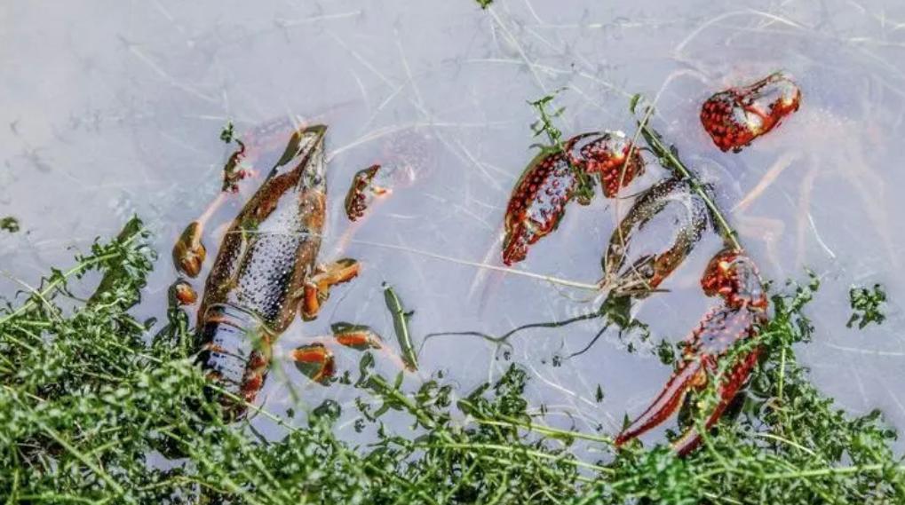 The "May Curse" is coming. Why are crayfish more susceptible to ...