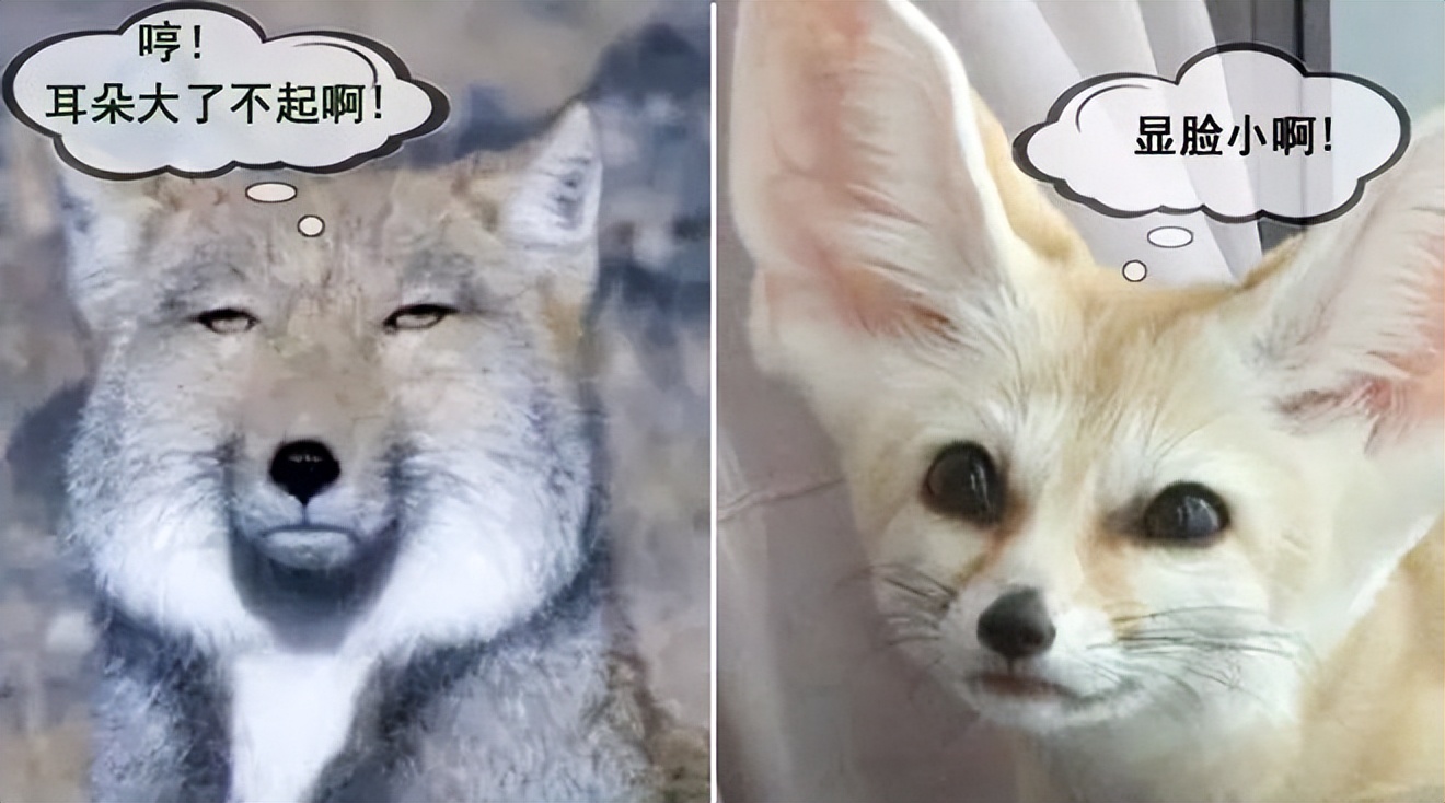 "Putting the ear" just adjusts the lower cranial ear angle?Just like ...