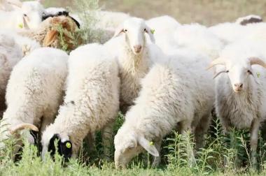 Yanchi Tan Sheep: One side of the water and soil breeds the other side ...