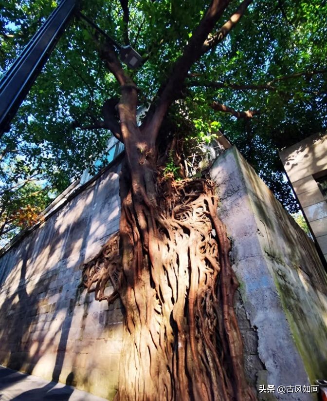 An ancient ginkgo tree planted in the Ming Dynasty. A banyan tree has ...
