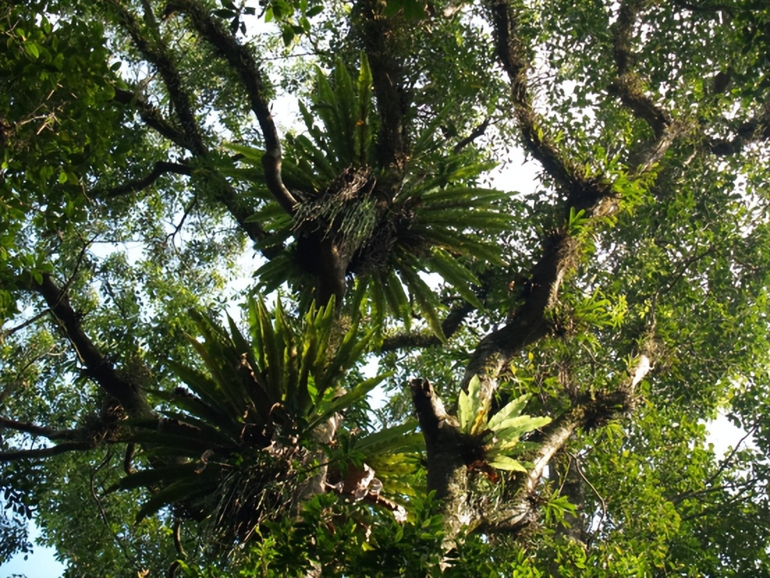 Hainan Tropical Rainforest: Visit China's Most Beautiful Rainforest and ...