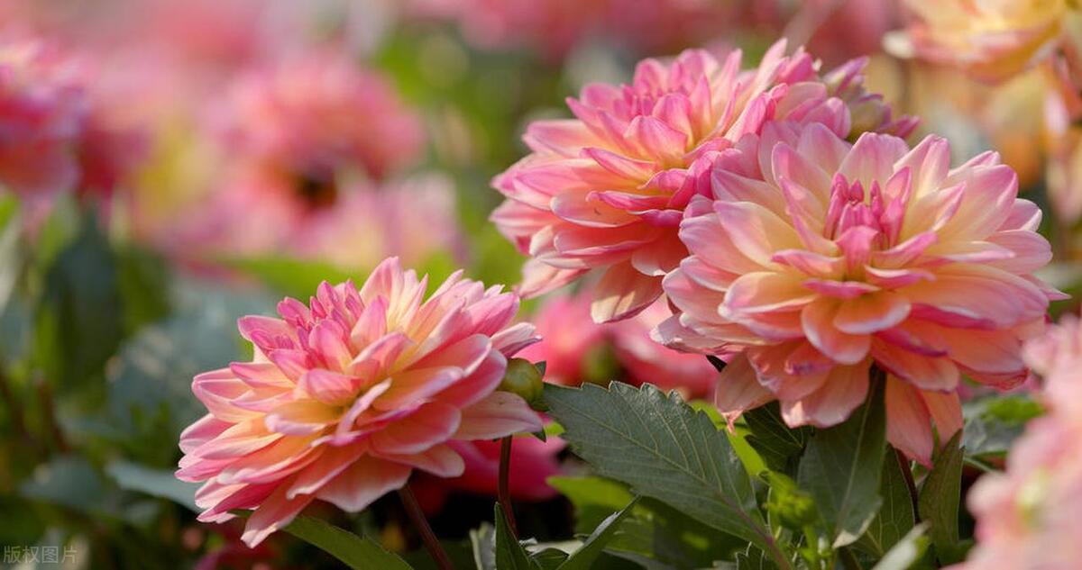 Plant a dahlia at the door. The big and wealthy flowers are blooming ...