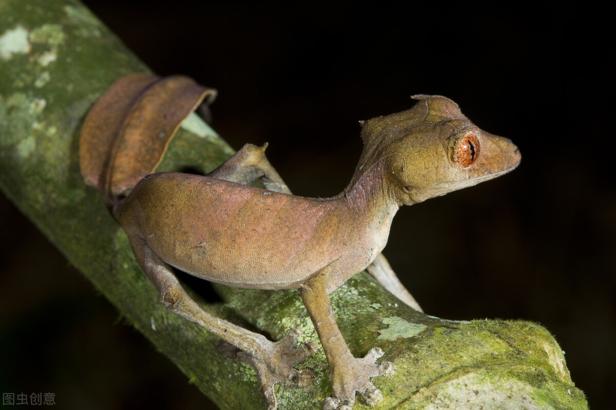 Satan's leaf-tailed gecko, a master of disguise, was actually called ...