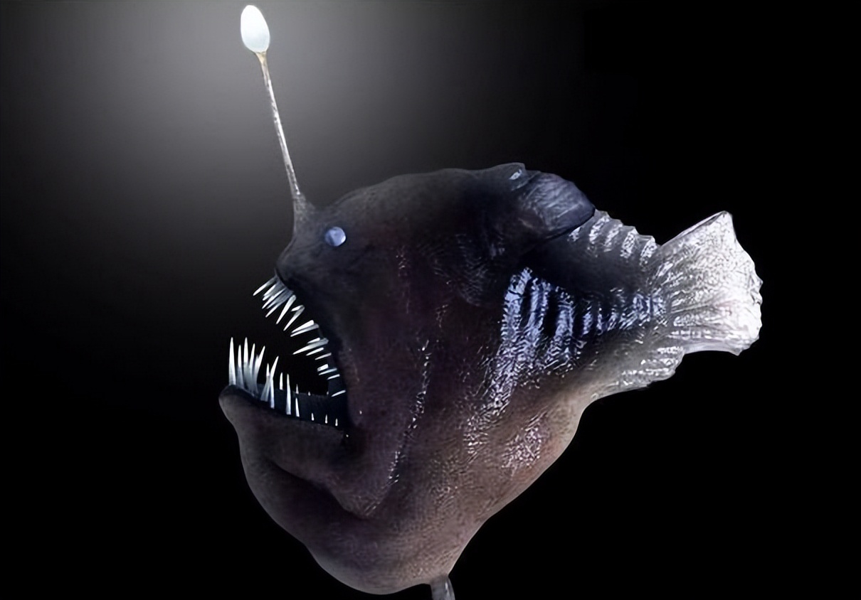 Lantern Fish: The Mysterious Messenger of the Deep Sea Pearl - iMedia