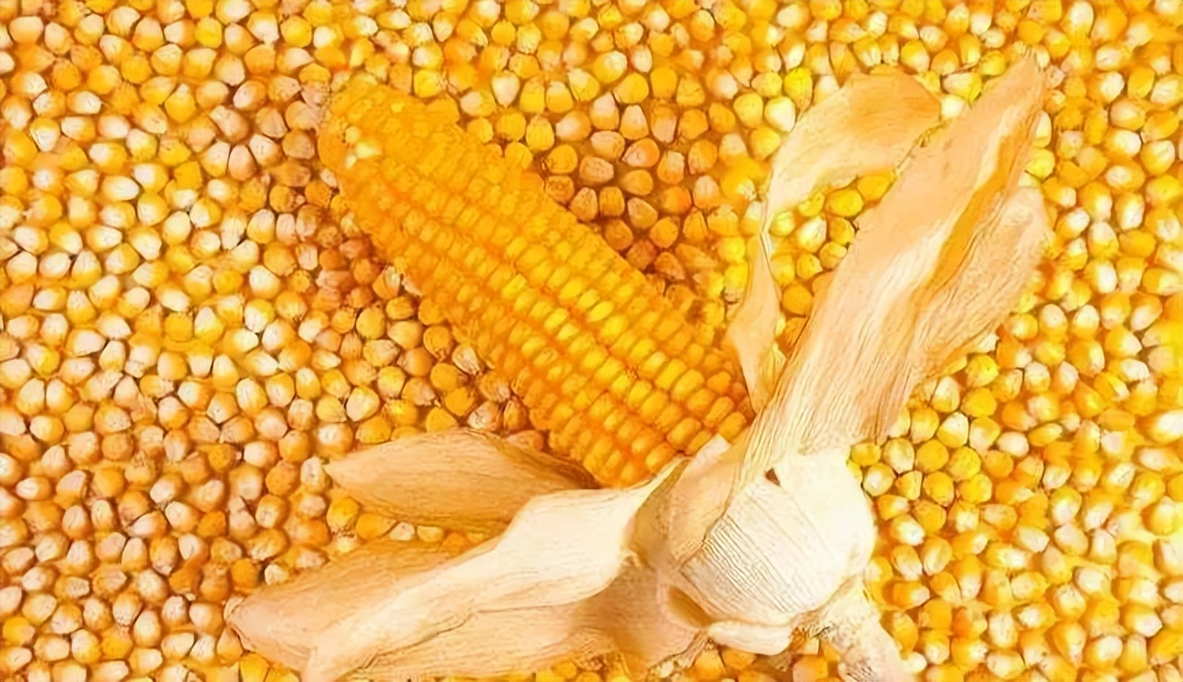 Eating corn can help you lose weight, but with so many types of corn ...