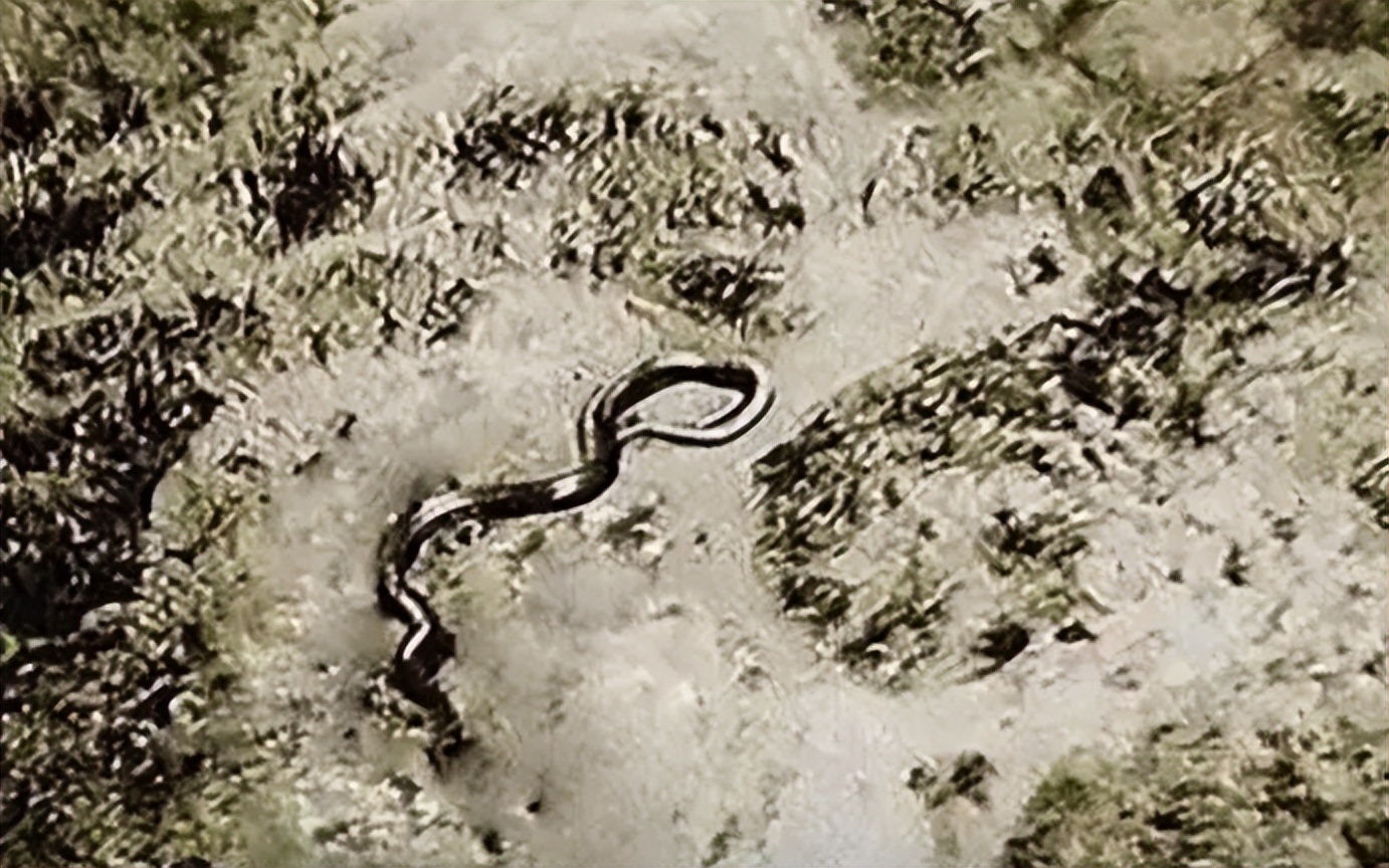How long can a snake really be? World War II pilots photographed a ...