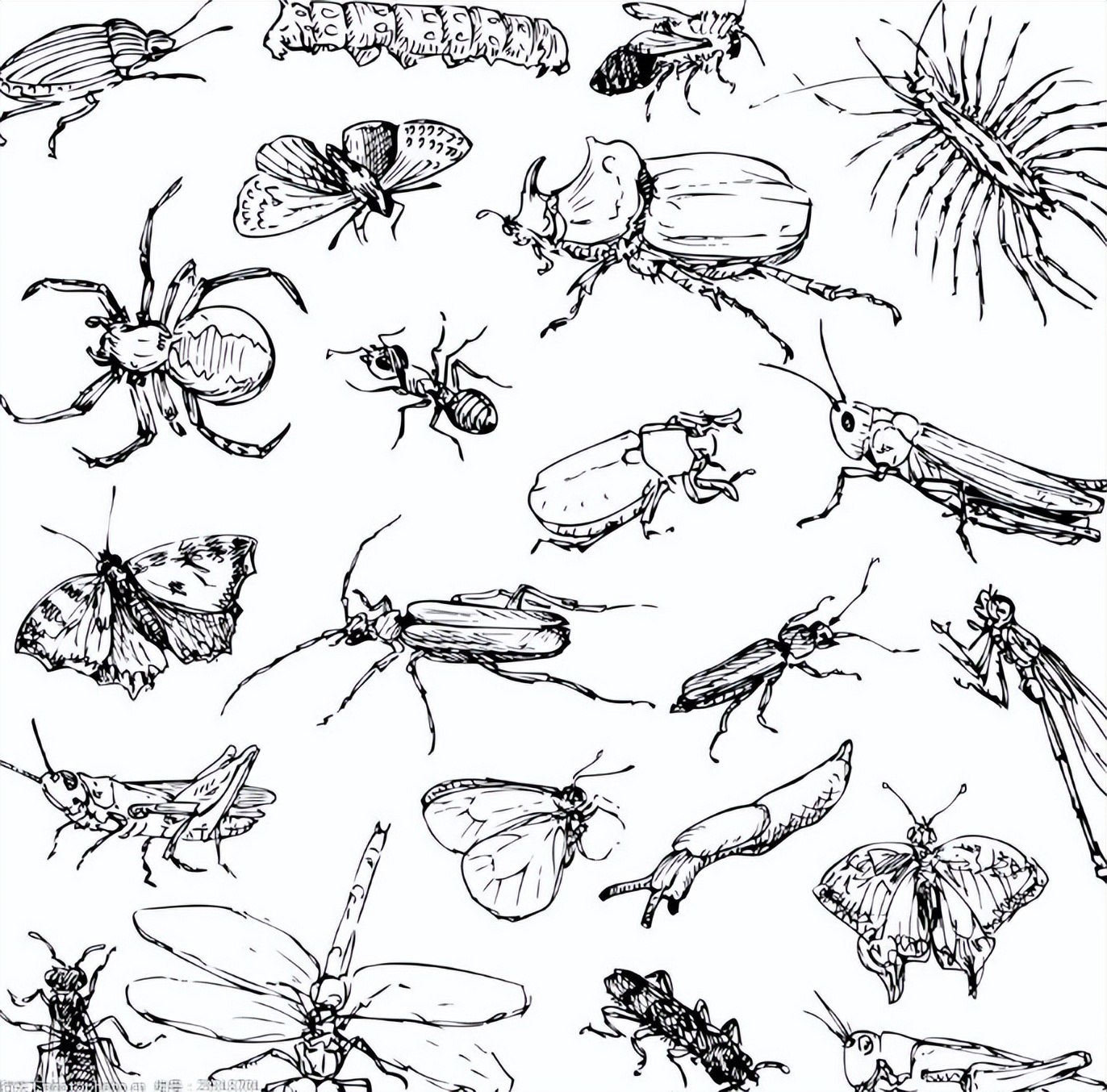 Check out the 6 most ferocious insects: carnivorous caterpillars and ...