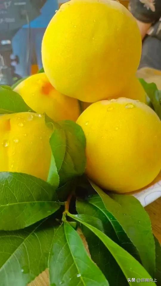 Yanling Yellow Peach—Sweet in the mouth and sweet in the heart! - iMedia
