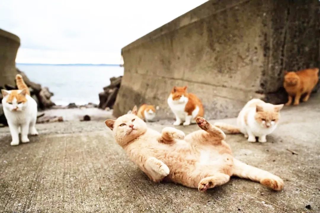Cat Island, Kashima, Rabbit Island, those cute little islands in Japan ...