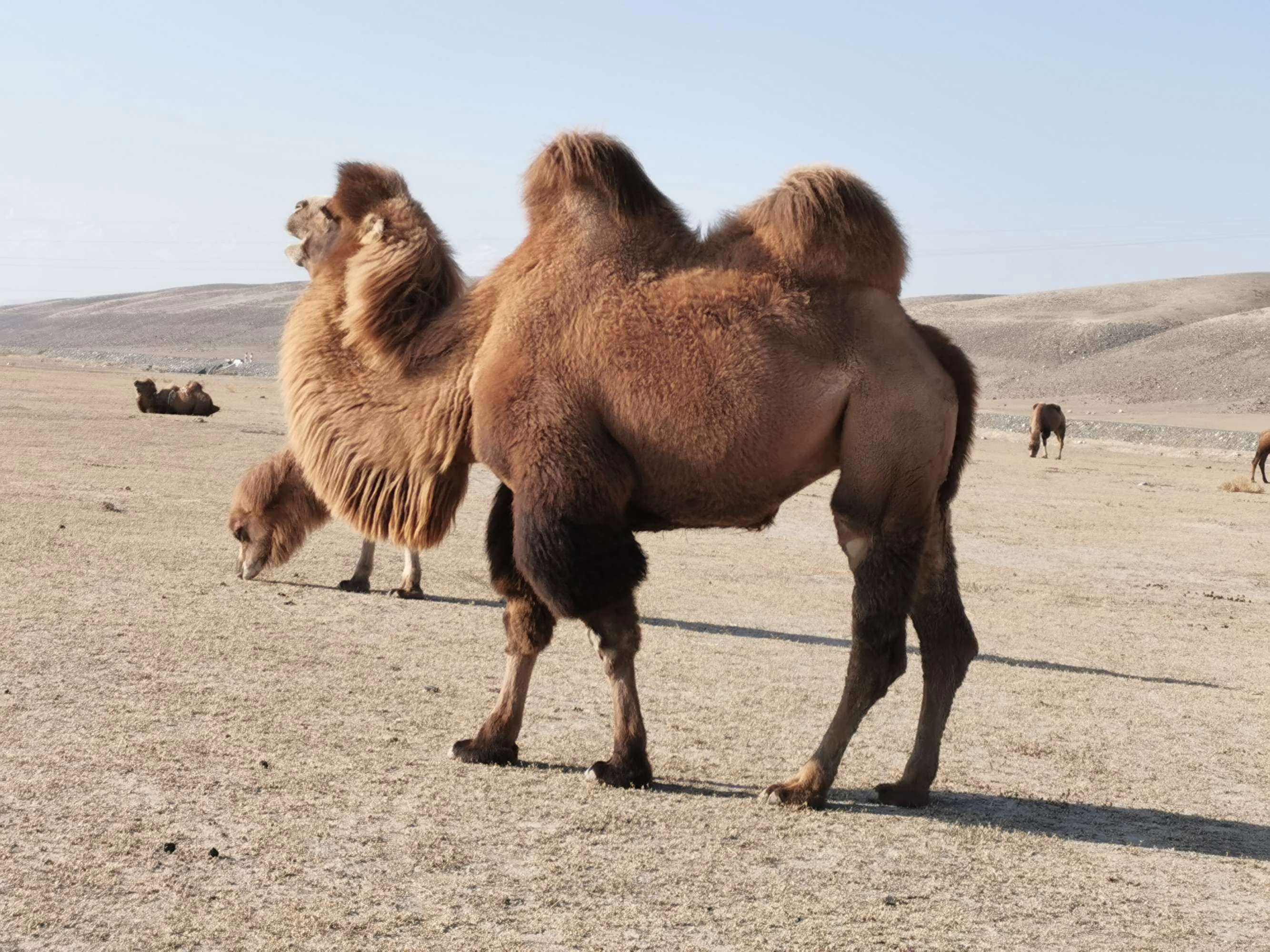 What is the "pink meat ball" in the camel's mouth?It is the most ...