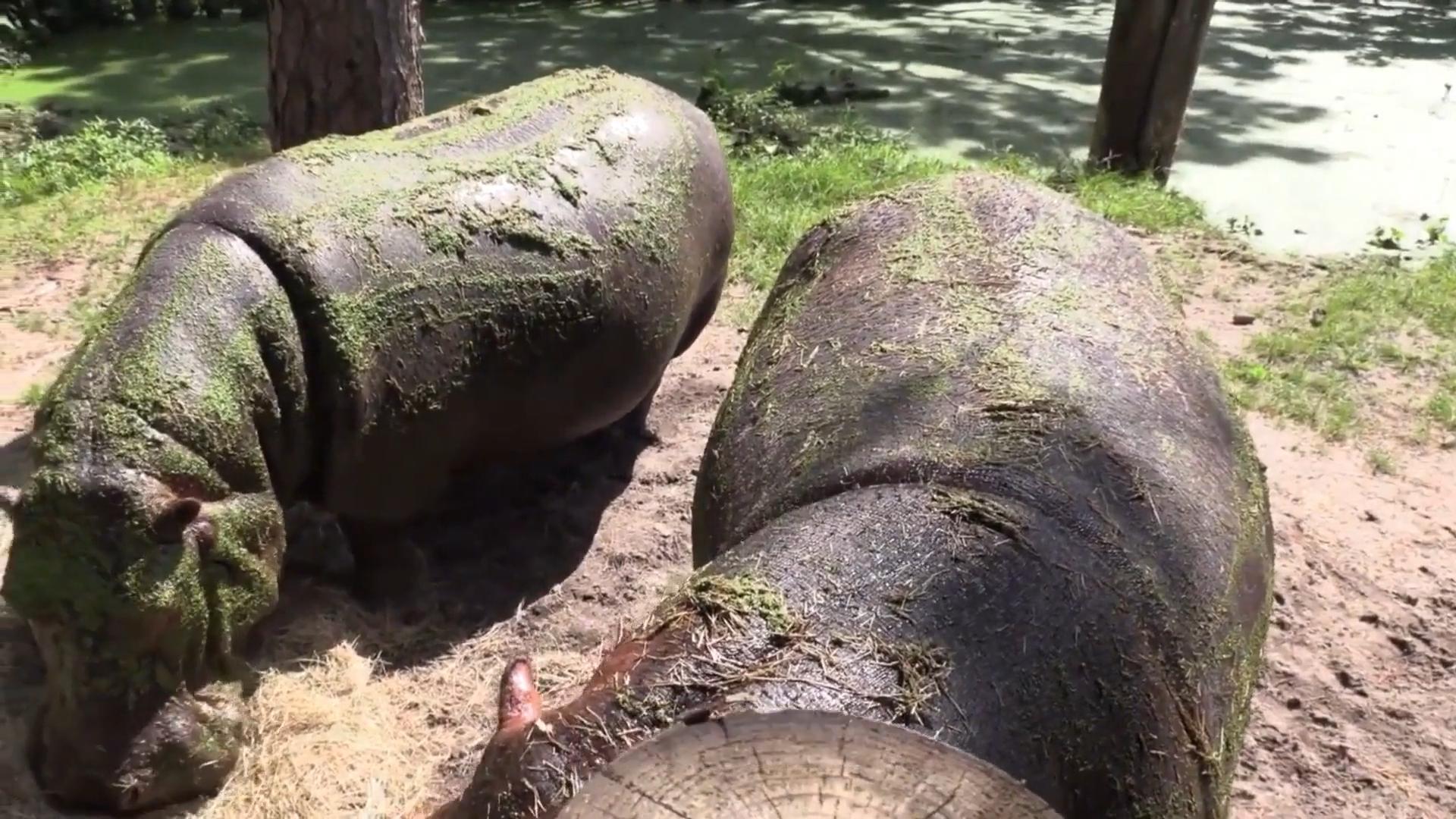 The power of hippopotamus to make manure! 8.5 tons of feces are ...