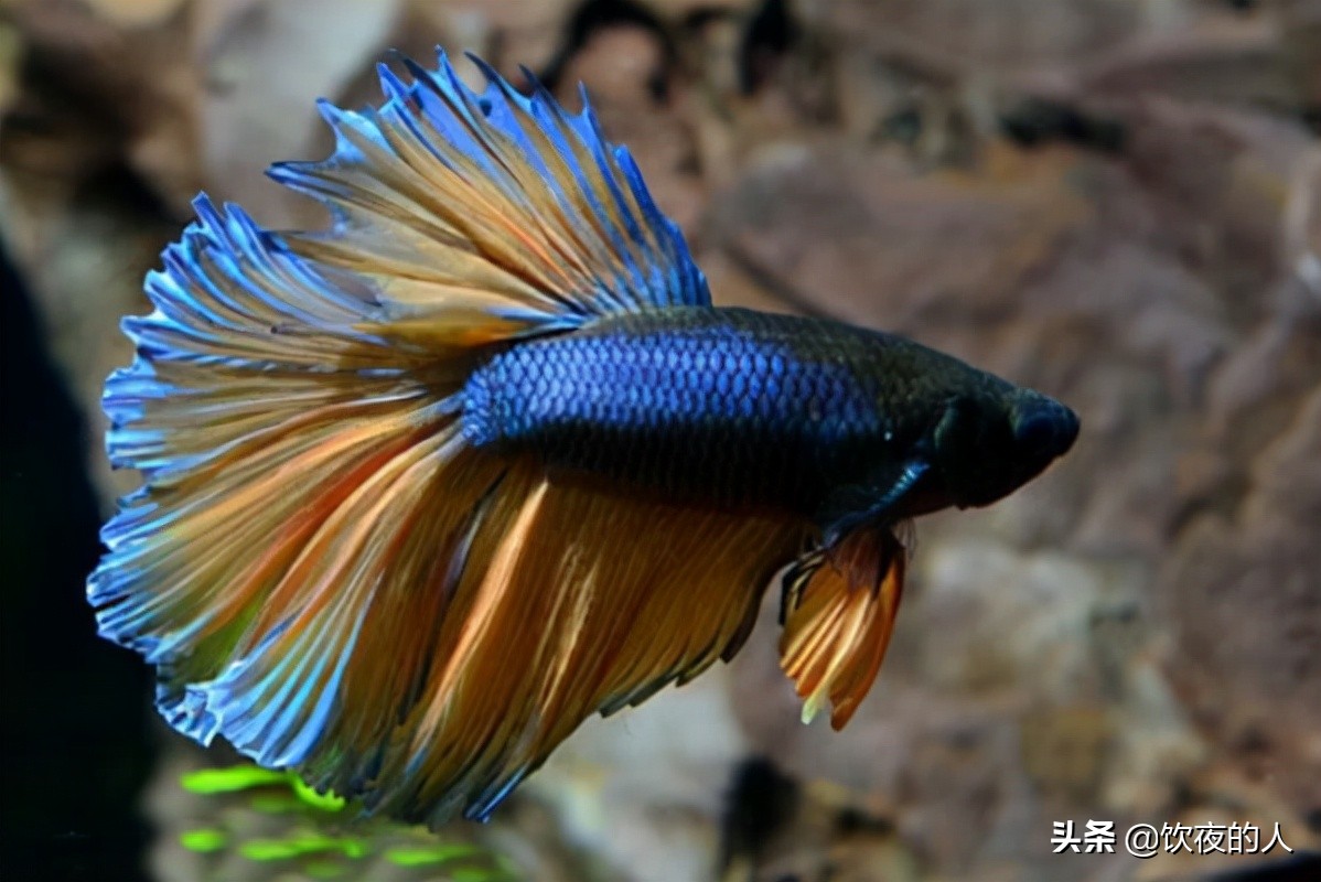 The most beautiful fish: Thai fighting fish - iNEWS