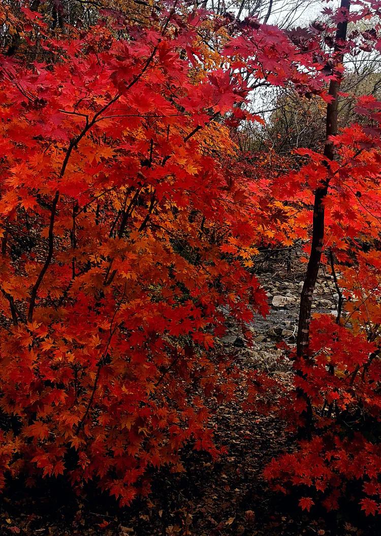 The red maple leaves in Benxi, the beautiful scenery is intoxicating ...