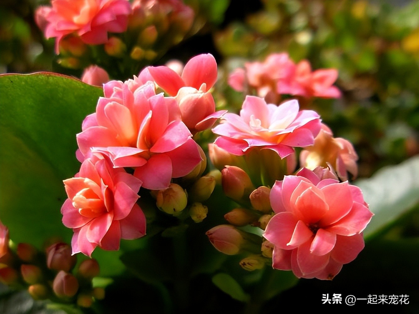 How to grow longevity flowers in autumn - iNEWS