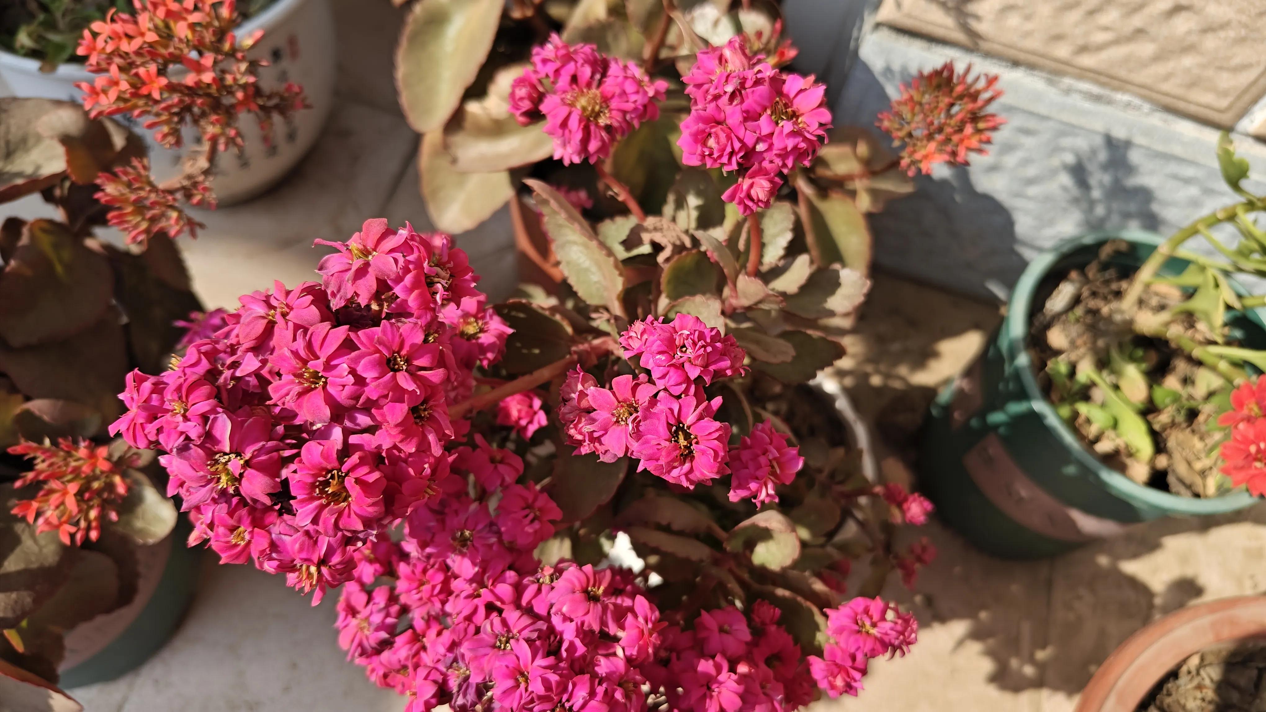 Longevity flower, the leaves are red and dry in spring, "flowering is ...