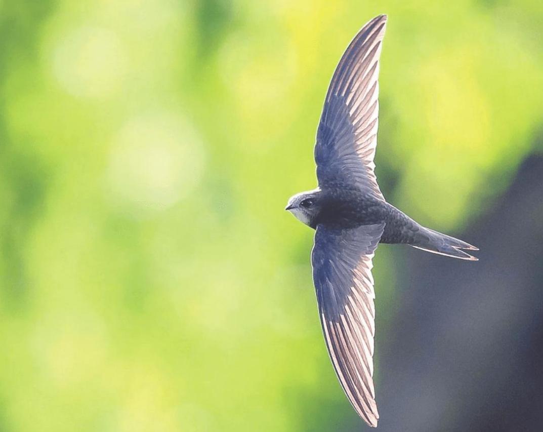 The "footless bird" Swift, who flies and sleeps during its life ...