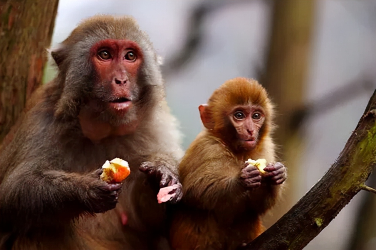 4 experimental macaques in the United States escaped, and the woman ...