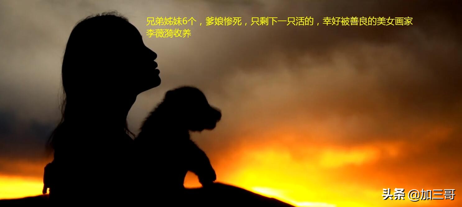 The legendary story "Return to the Wolves" is full of emotion. Is the ...