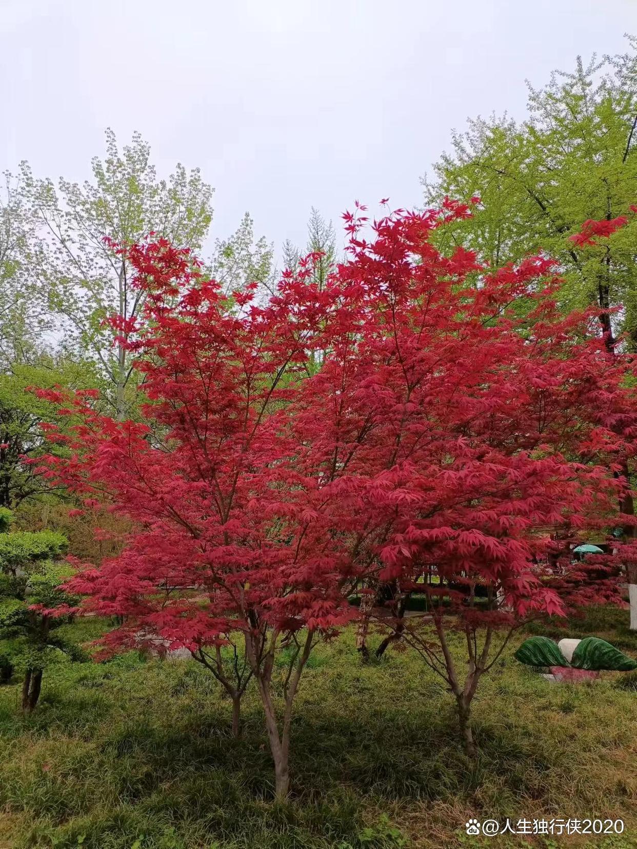 Exploring the Mysteries of the Red Chamber (Chapter 16) Outline of ...