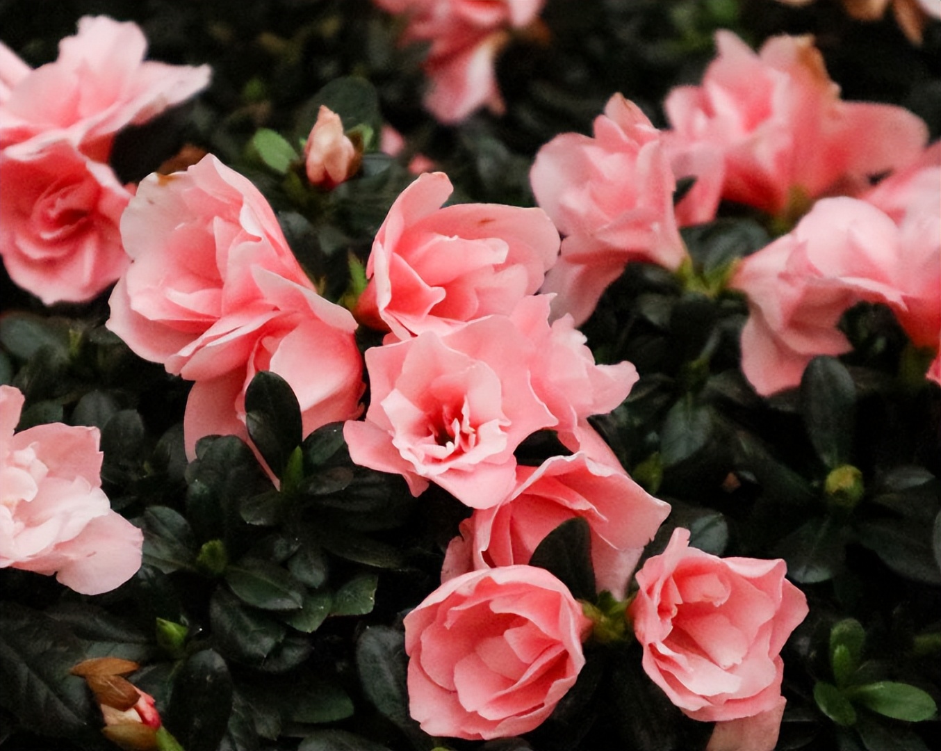 Alpine Rhododendron Cultivation Techniques - iNEWS
