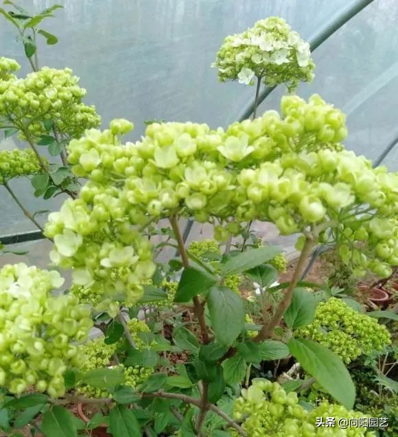 The high-end and atmospheric "Chinese wood hydrangea", the ceiling in ...