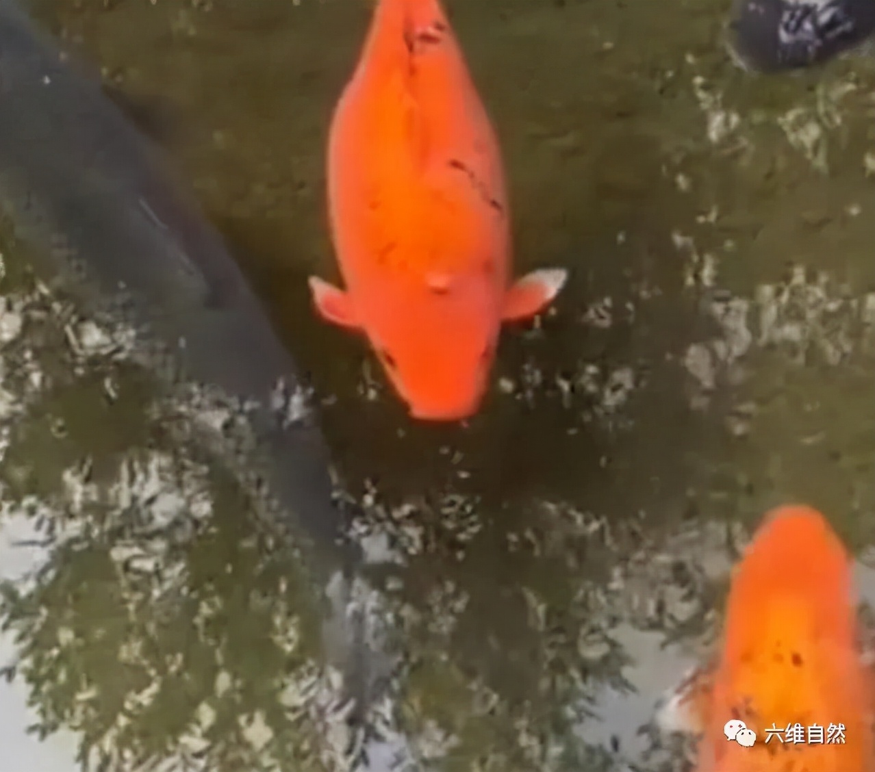 A group of fat fish in Baotu Spring, Jinan became popular. Because they ...
