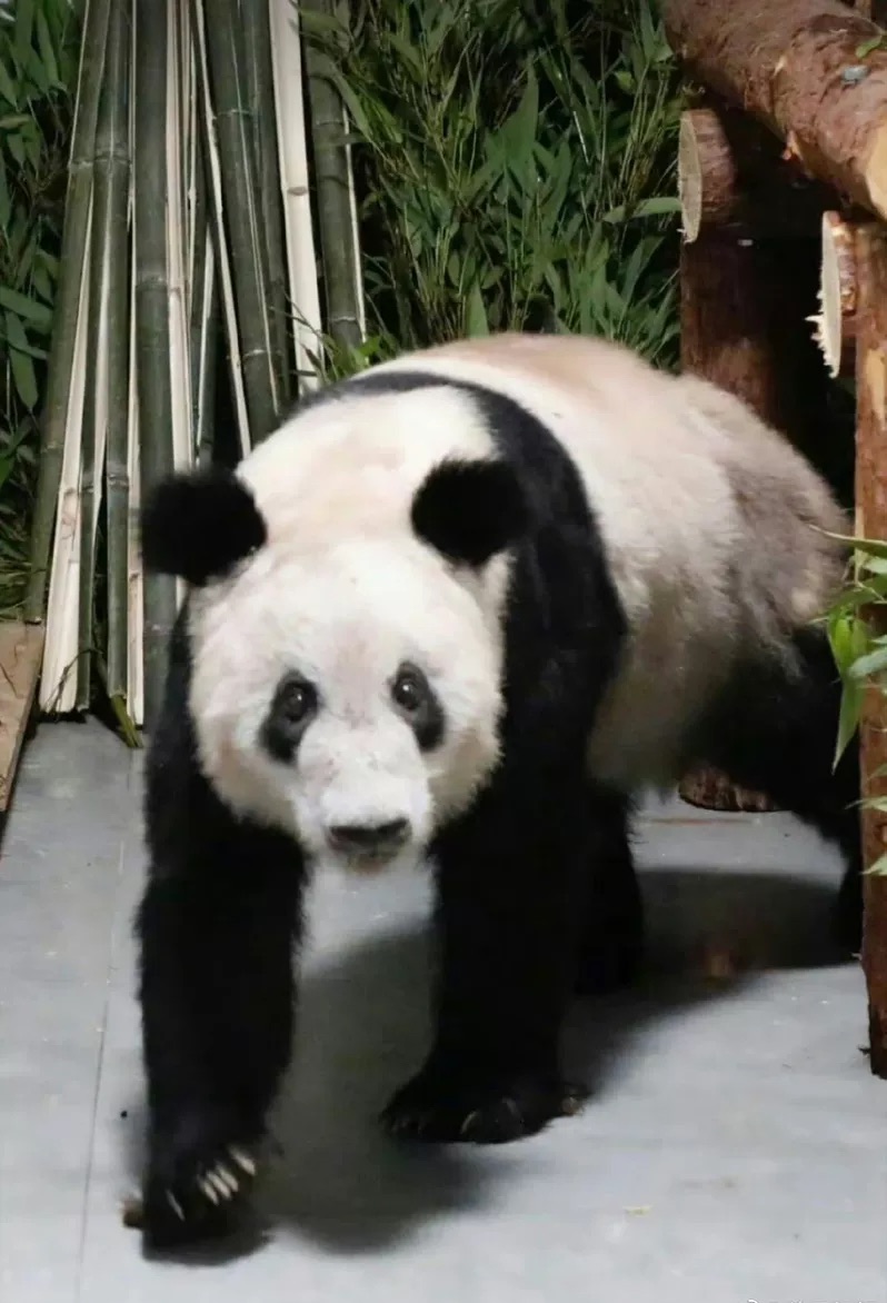 Giant Panda "Yaya" Returns to Beijing Zoo to Enjoy Retirement - iNEWS