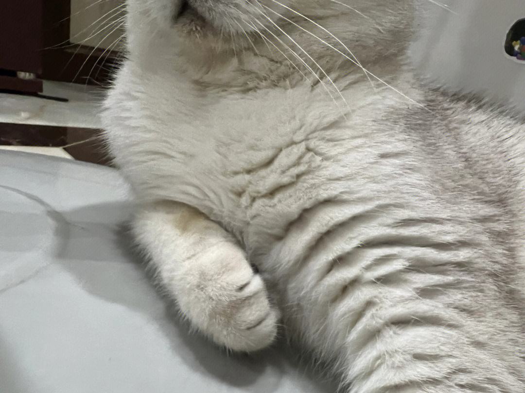 The cat has "garlic petal hair", which means it is well-raised? - iMedia