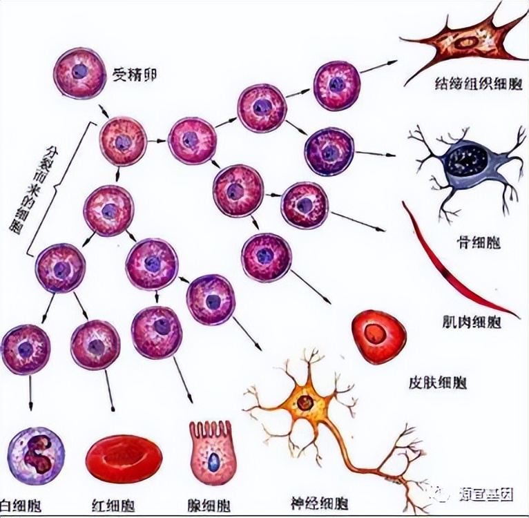 Cell Biology - iMedia