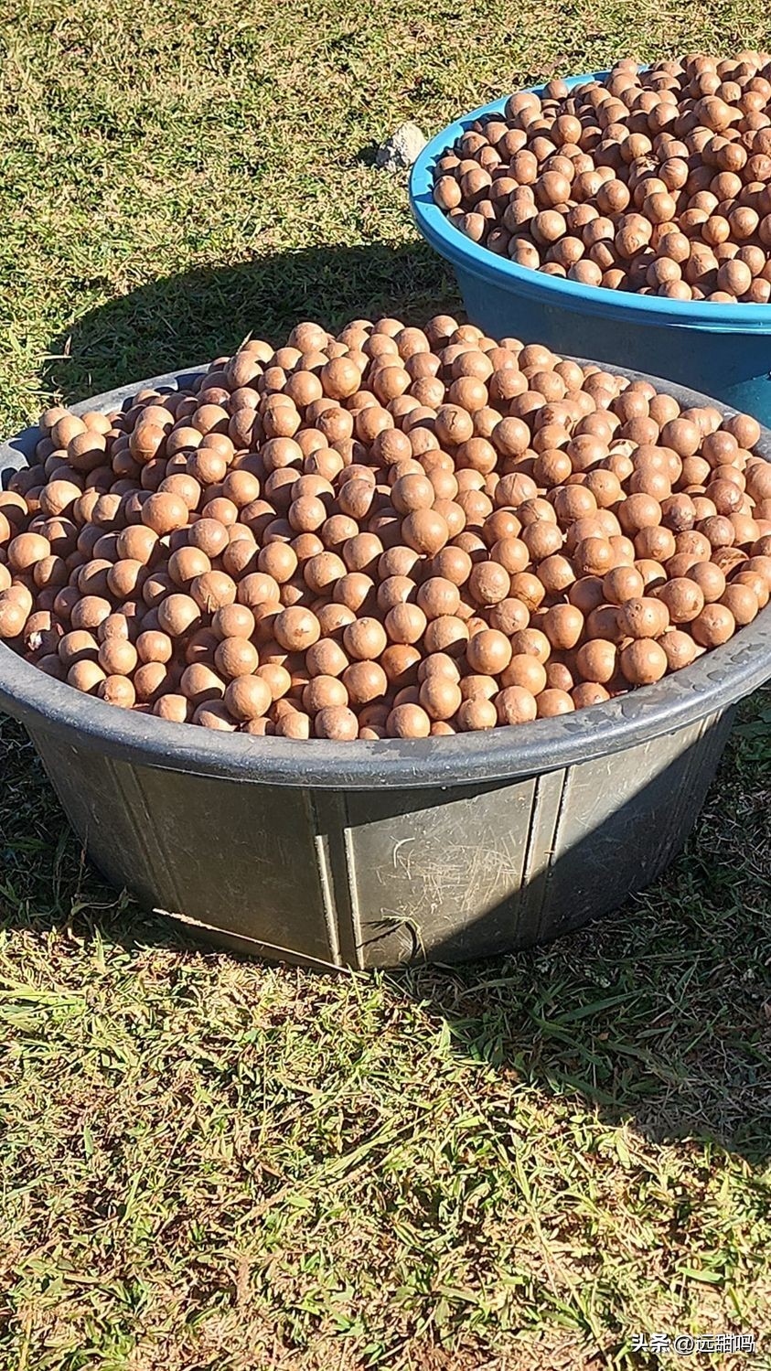 Macadamia Nuts: Discovering the King of Nuts - iMedia
