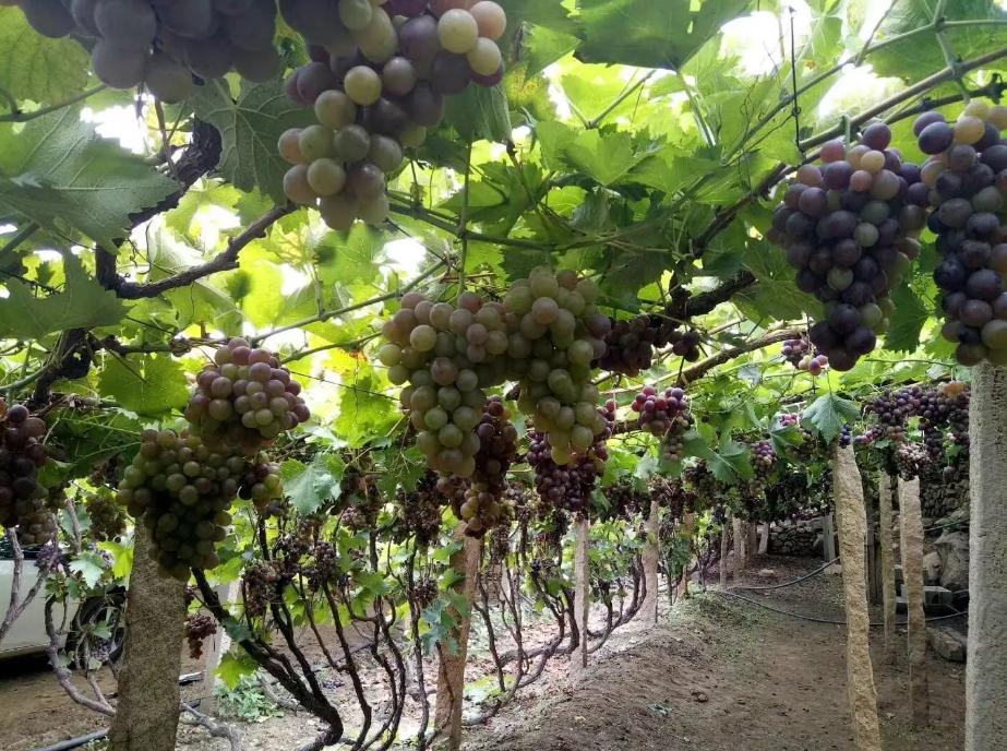 Changli wine: the perfect fusion of history, culture and food - iMedia
