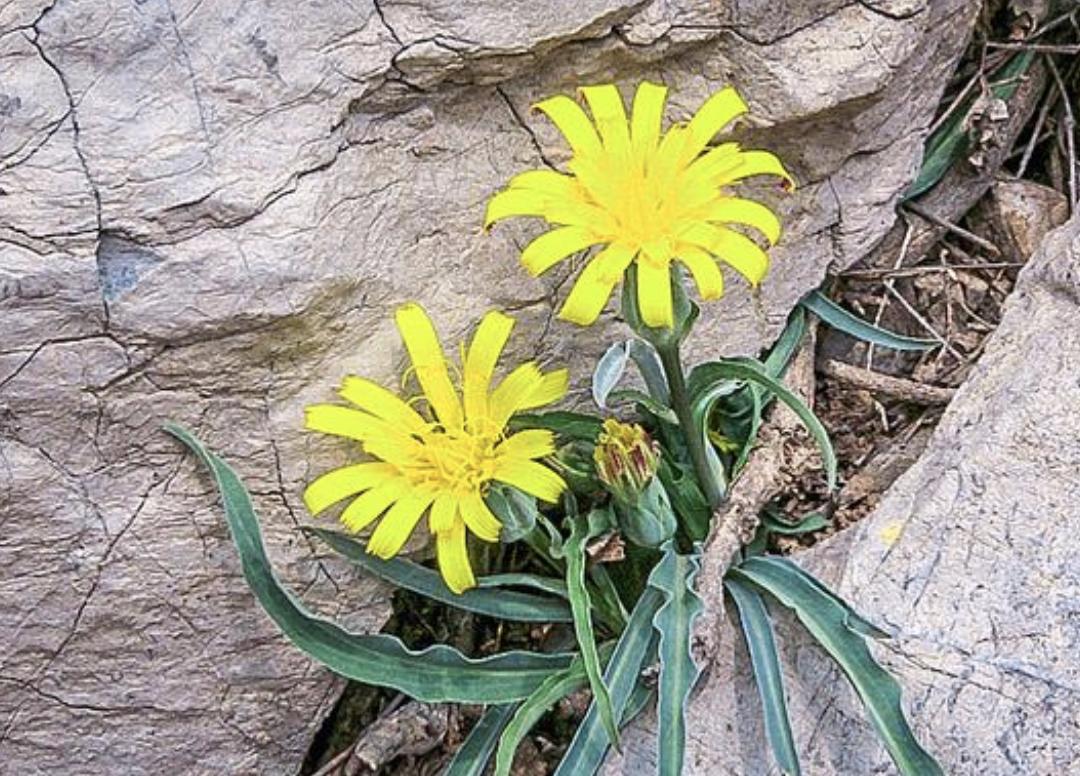 It grows under the hillside and is called "pen tube grass". Its roots ...