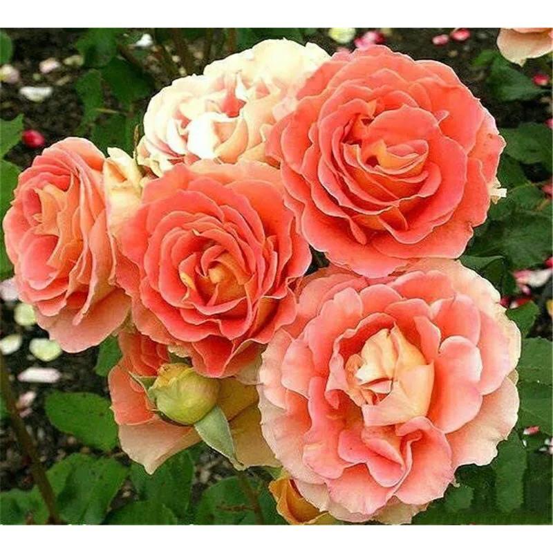 Bright and pleasing pole band rose - iNEWS