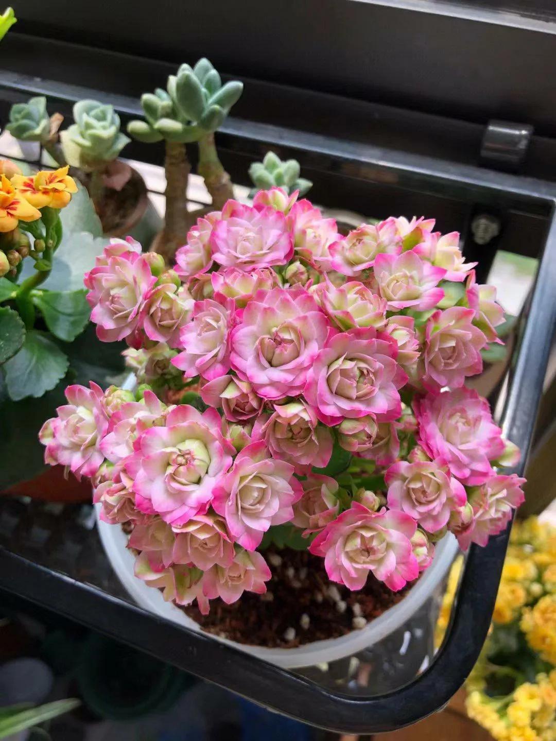 The longevity flower has a strange taste, let it drink some "sour water ...