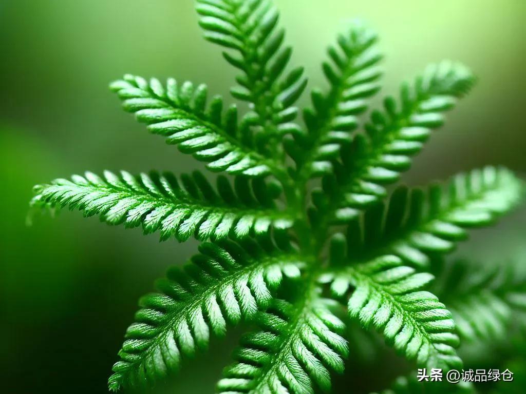 Verdantia: A Beautiful And Useful Fern, How To Grow It At Home? - iNEWS