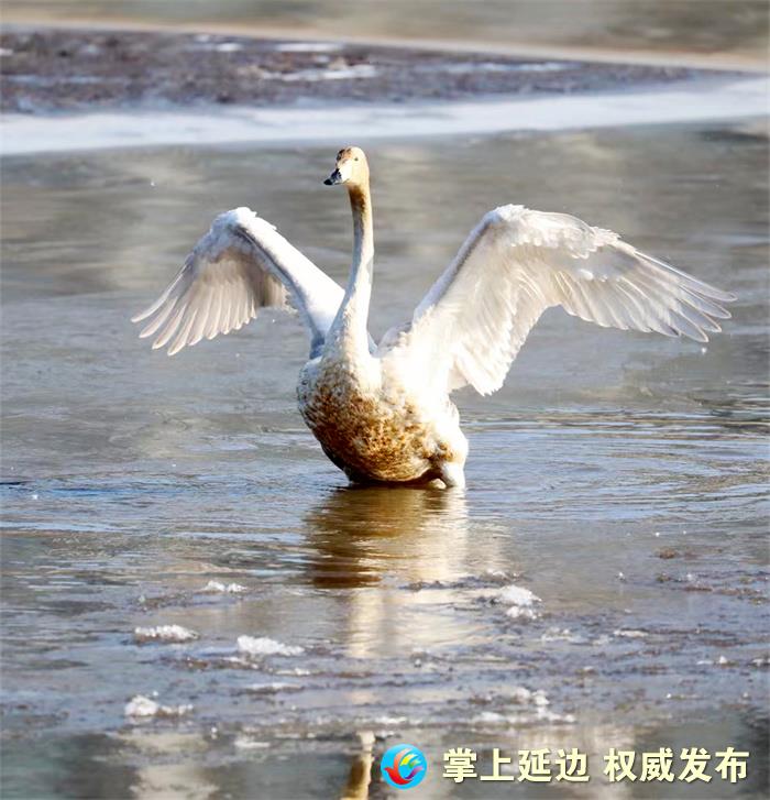 Yanji: Spring River Plumbing, Wild Ducks, Swans, and Cloth Rivers - iNEWS