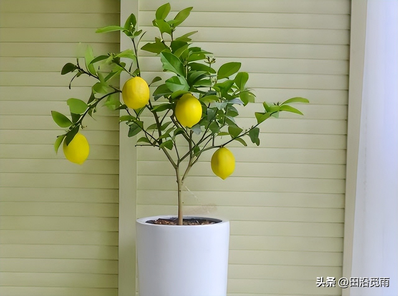 Lemon potted plants can harvest several crops of fruit a year. After ...