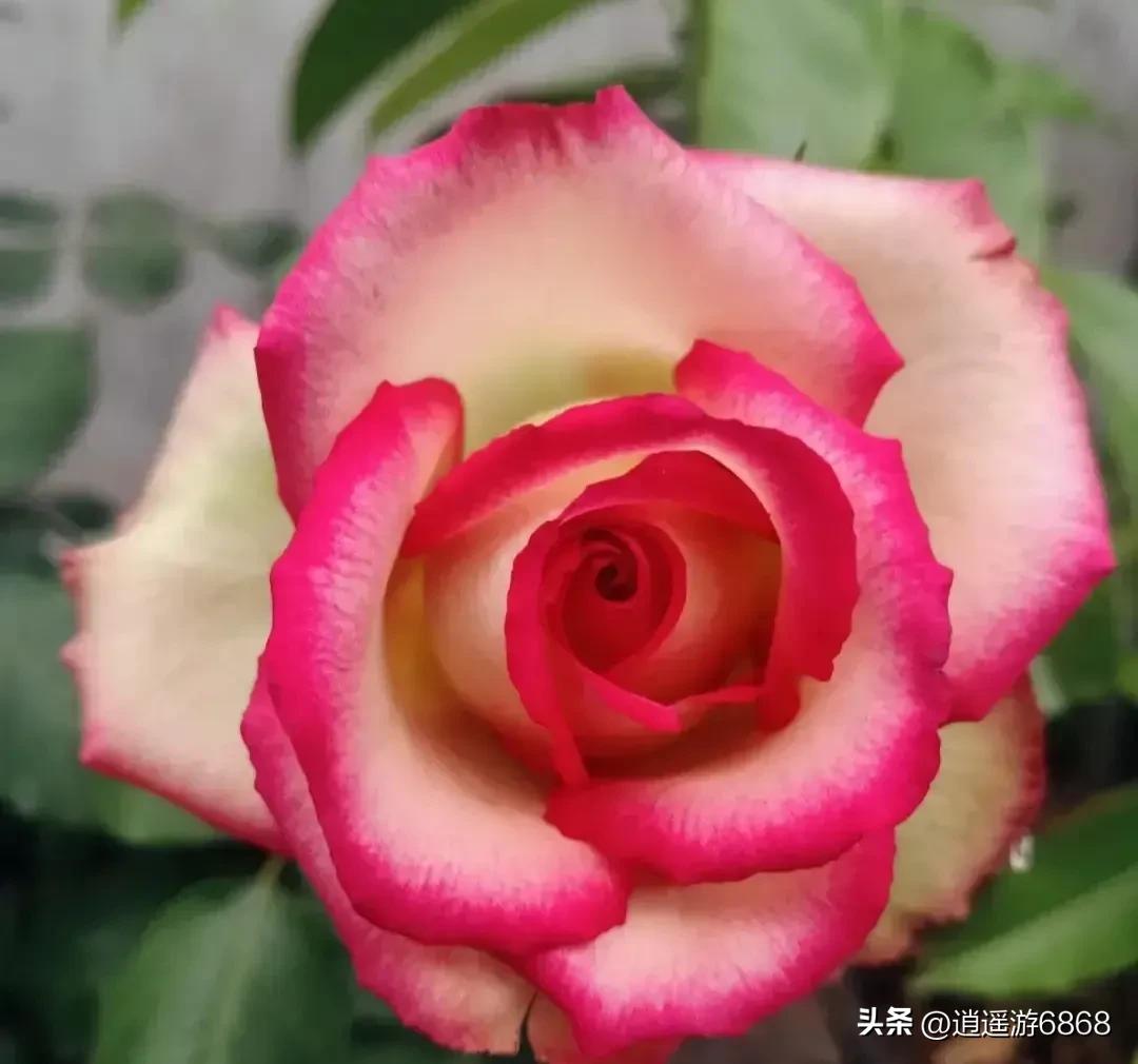 Photo Sharing—Aisha Rose - iMedia