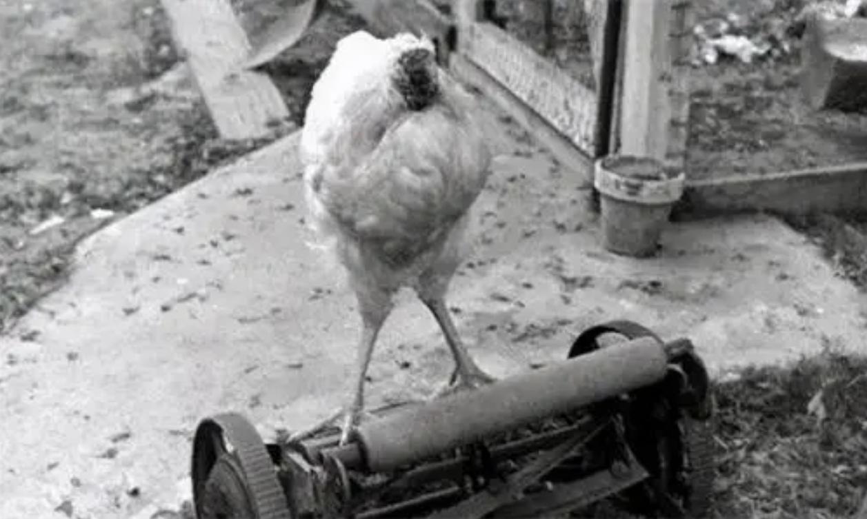 Headless Chicken: Beheaded and still live for 18 months, touring the ...