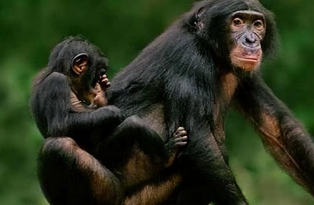 Surprising experiment revealed: the secret of human-animal hybrid life ...