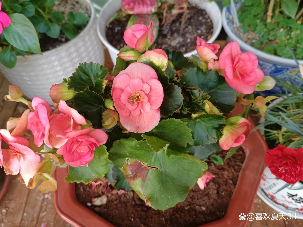 Rieger Begonias blooming in April are so beautiful - iMedia