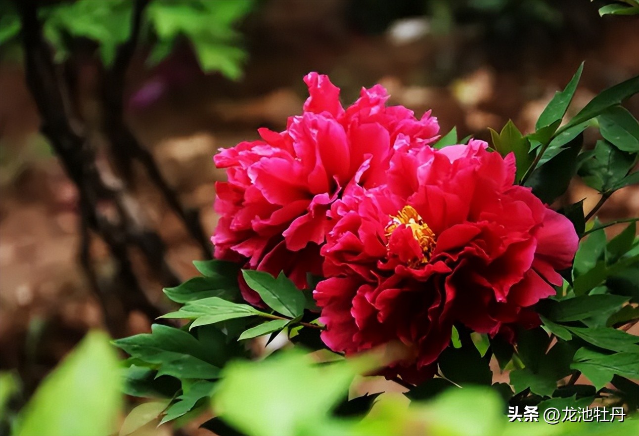 Into poetry and painting, literati and inkmen in history will be full ...